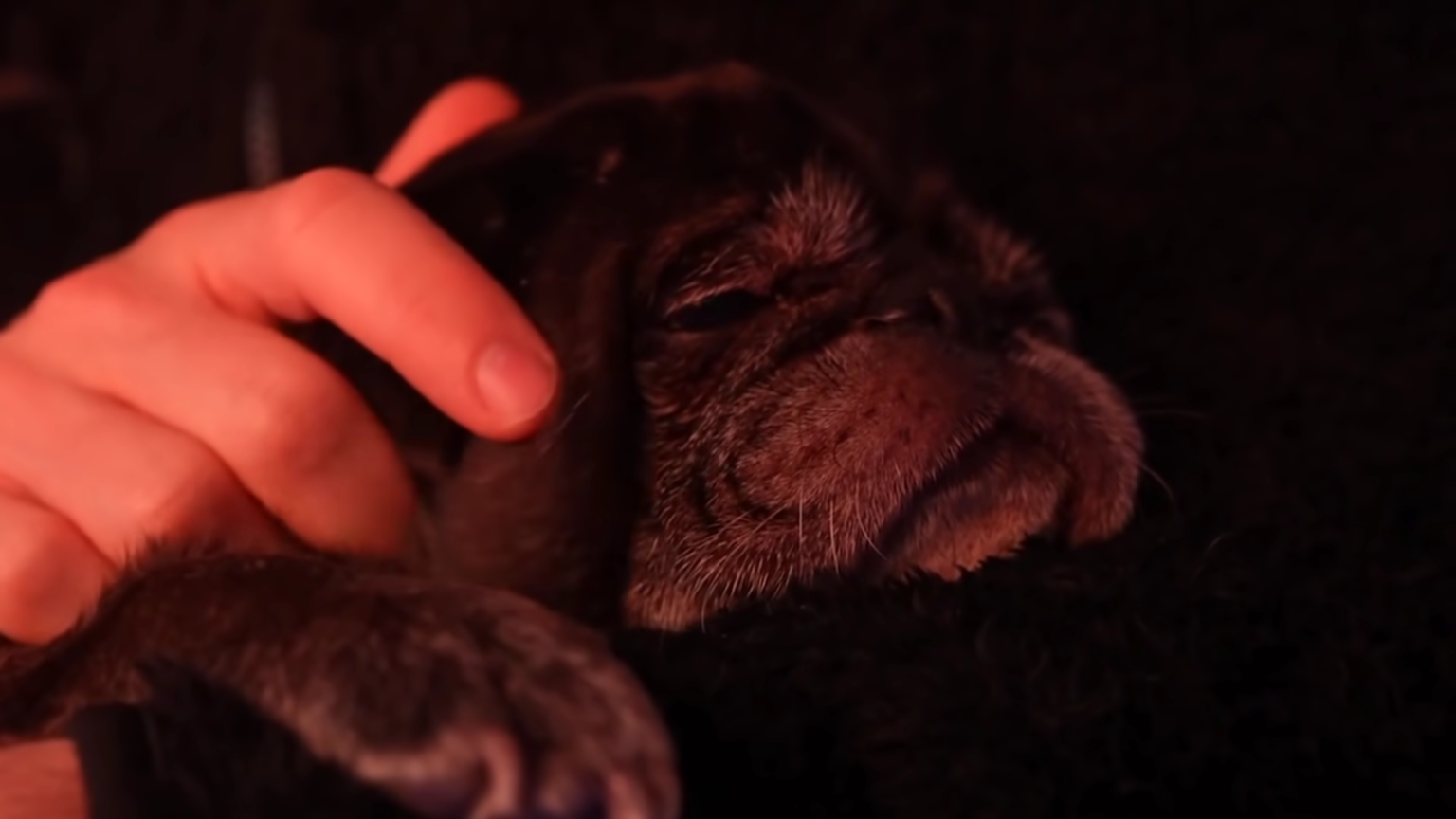 PewDiePie's Dog Maya Cause of Death