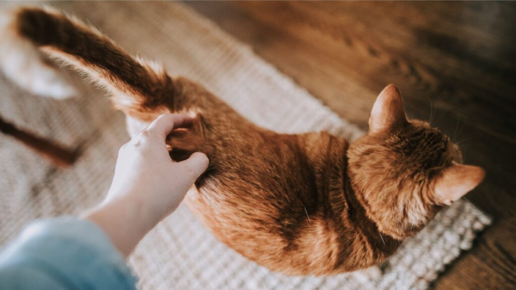 What is Amazon serpens catus? Does snake cat actually exist?