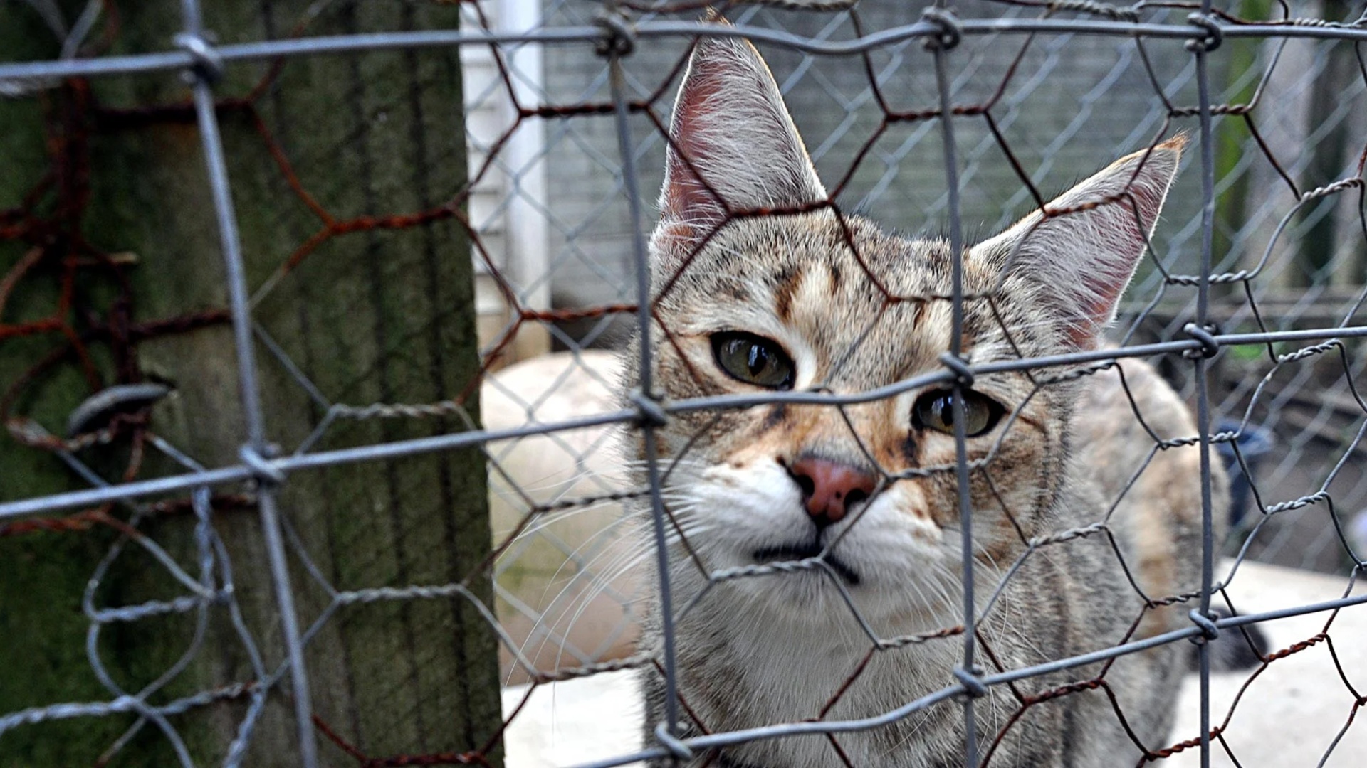 Chinese animal abusers threaten to put more cats in blenders after ...