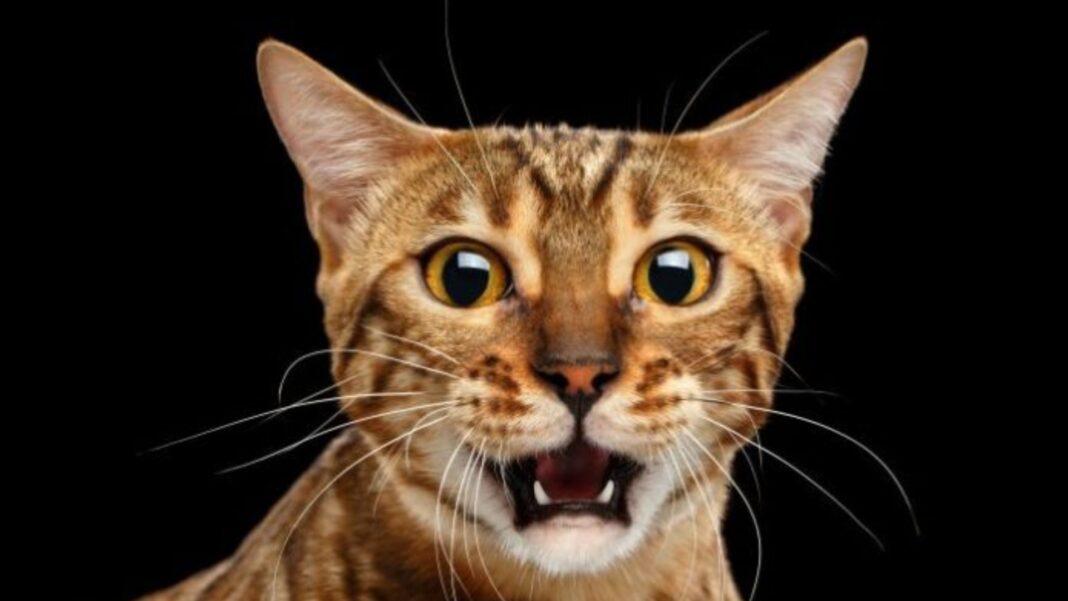 Outrage on Twitter: Cat in Microwave and "Cat in Blender" Part 2 - Are ...