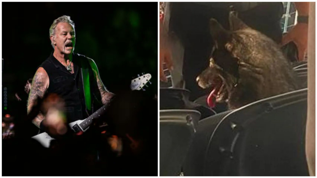 Who is Storm? Dog goes viral after sneaking into Metallica Concert